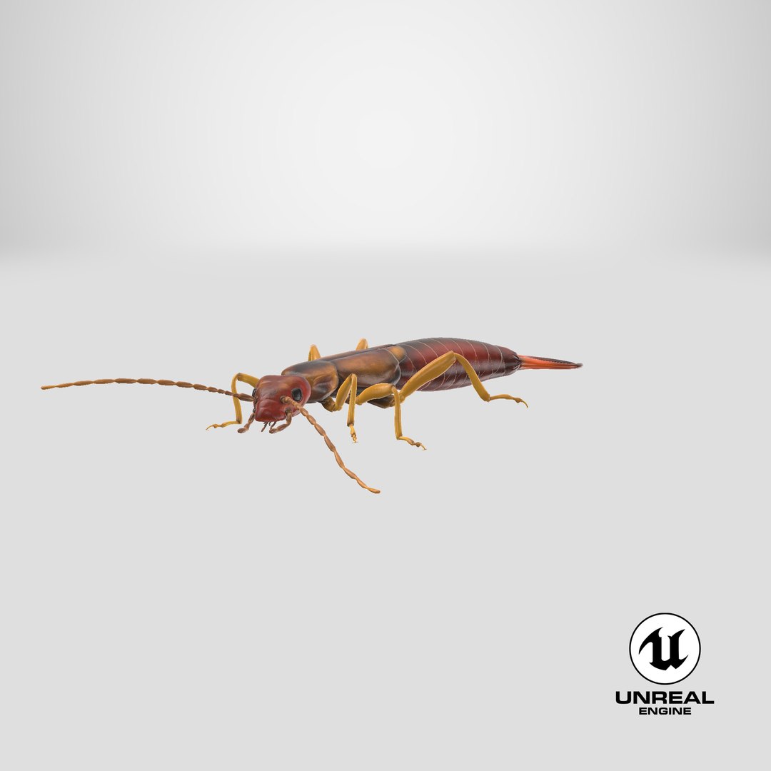 Earwig Standing Model - TurboSquid 1375546