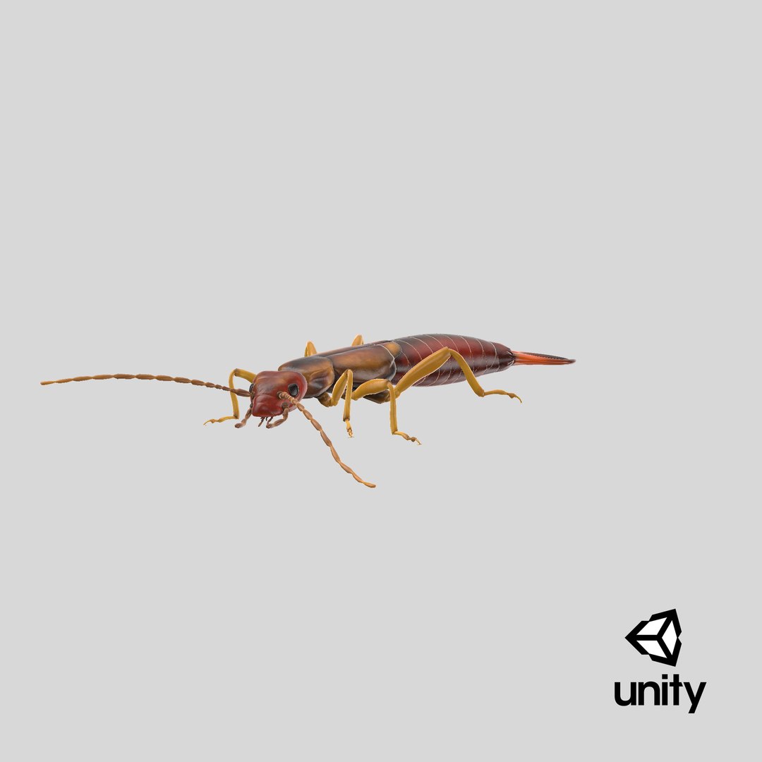 Earwig Standing Model - TurboSquid 1375546