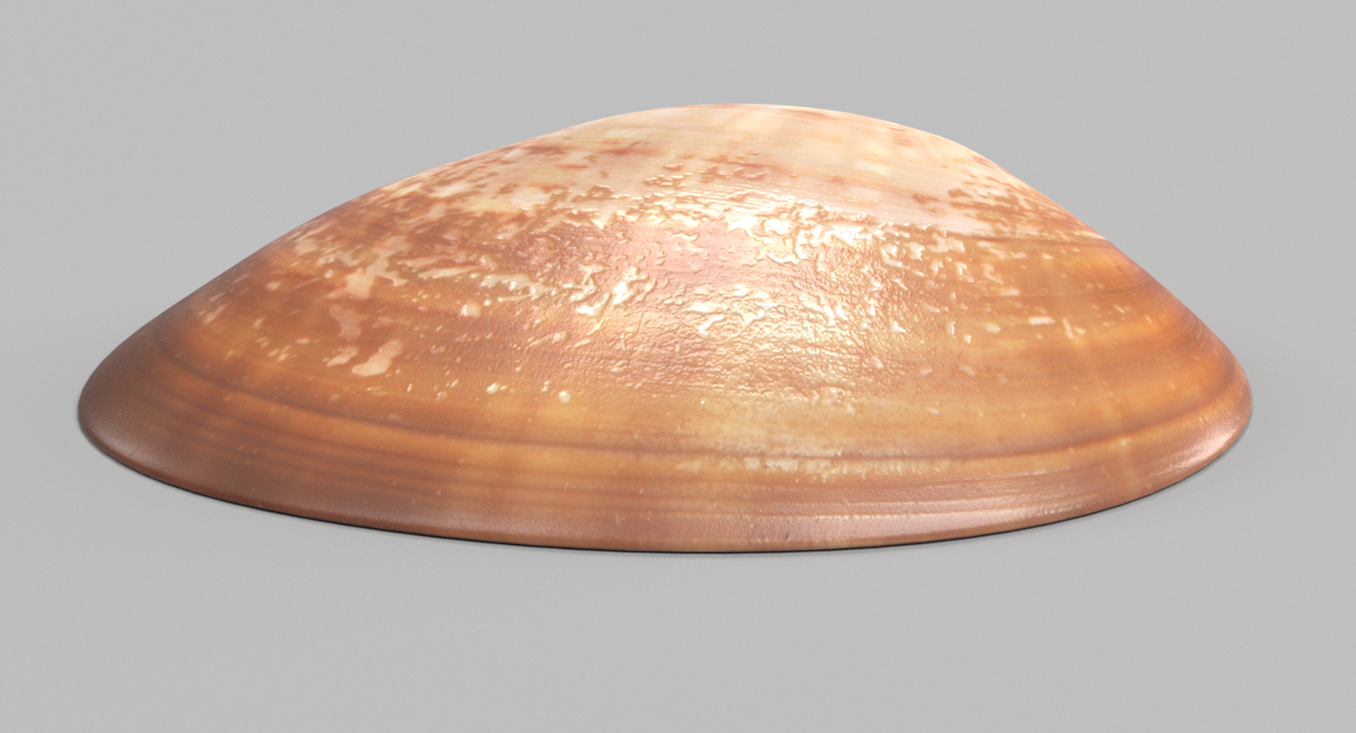Clam pbr 3D model - TurboSquid 1213250