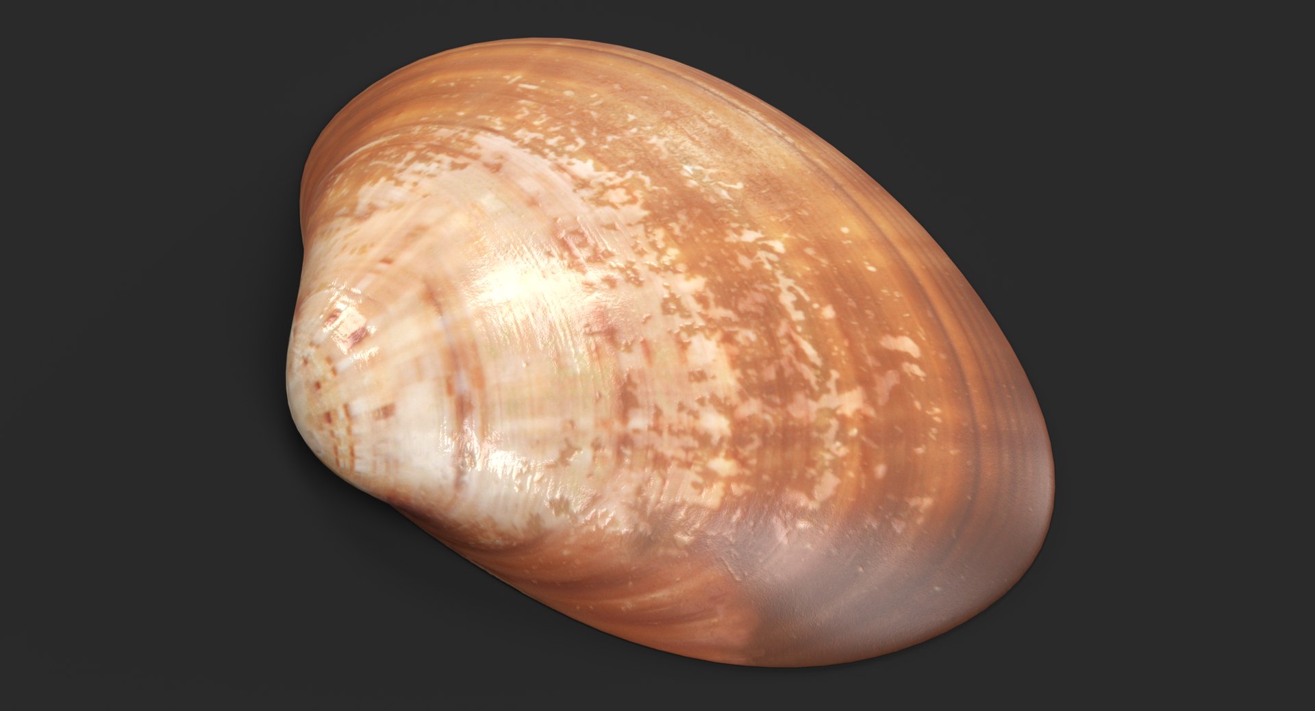 Clam pbr 3D model - TurboSquid 1213250