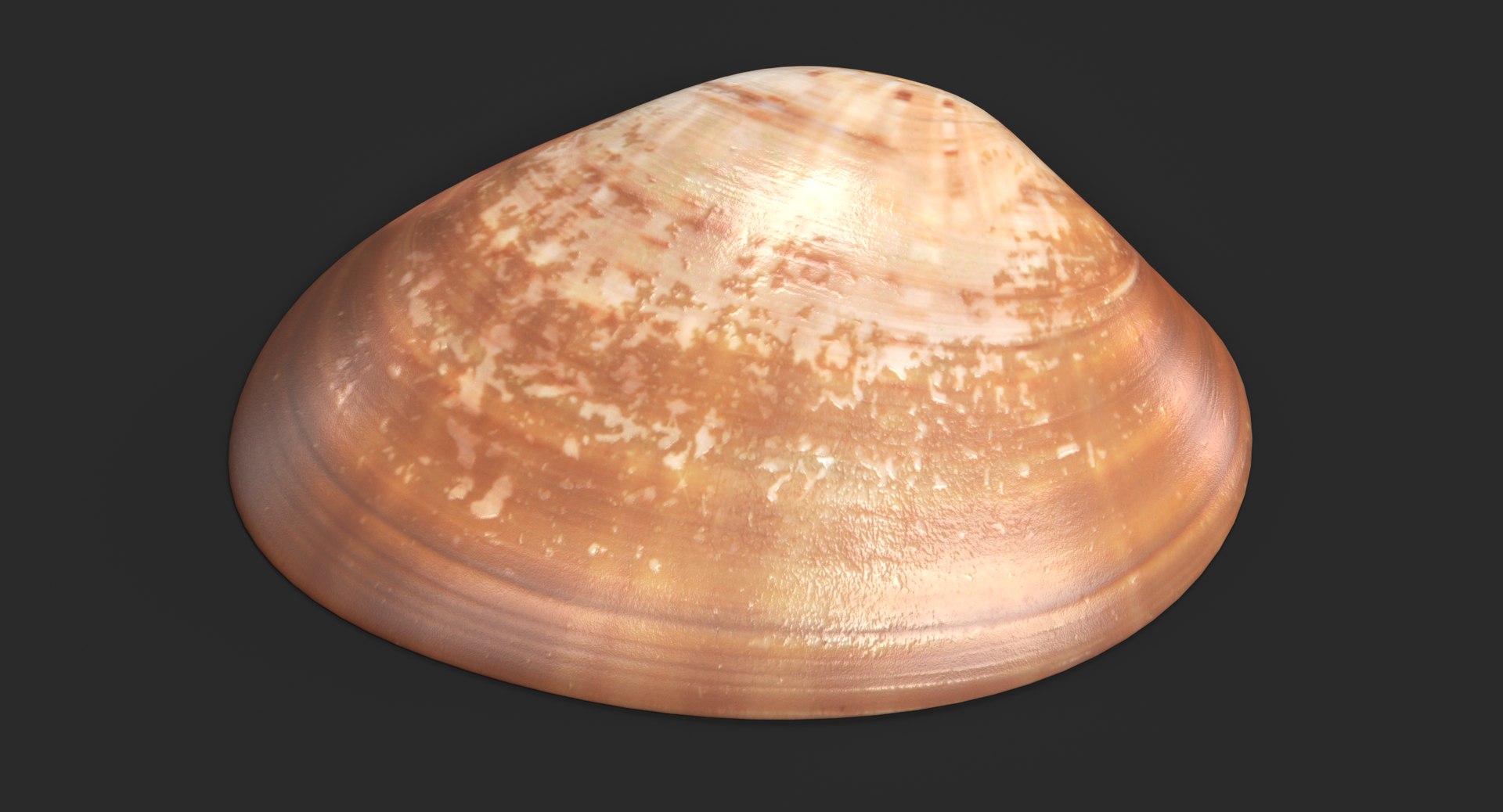 Clam pbr 3D model - TurboSquid 1213250