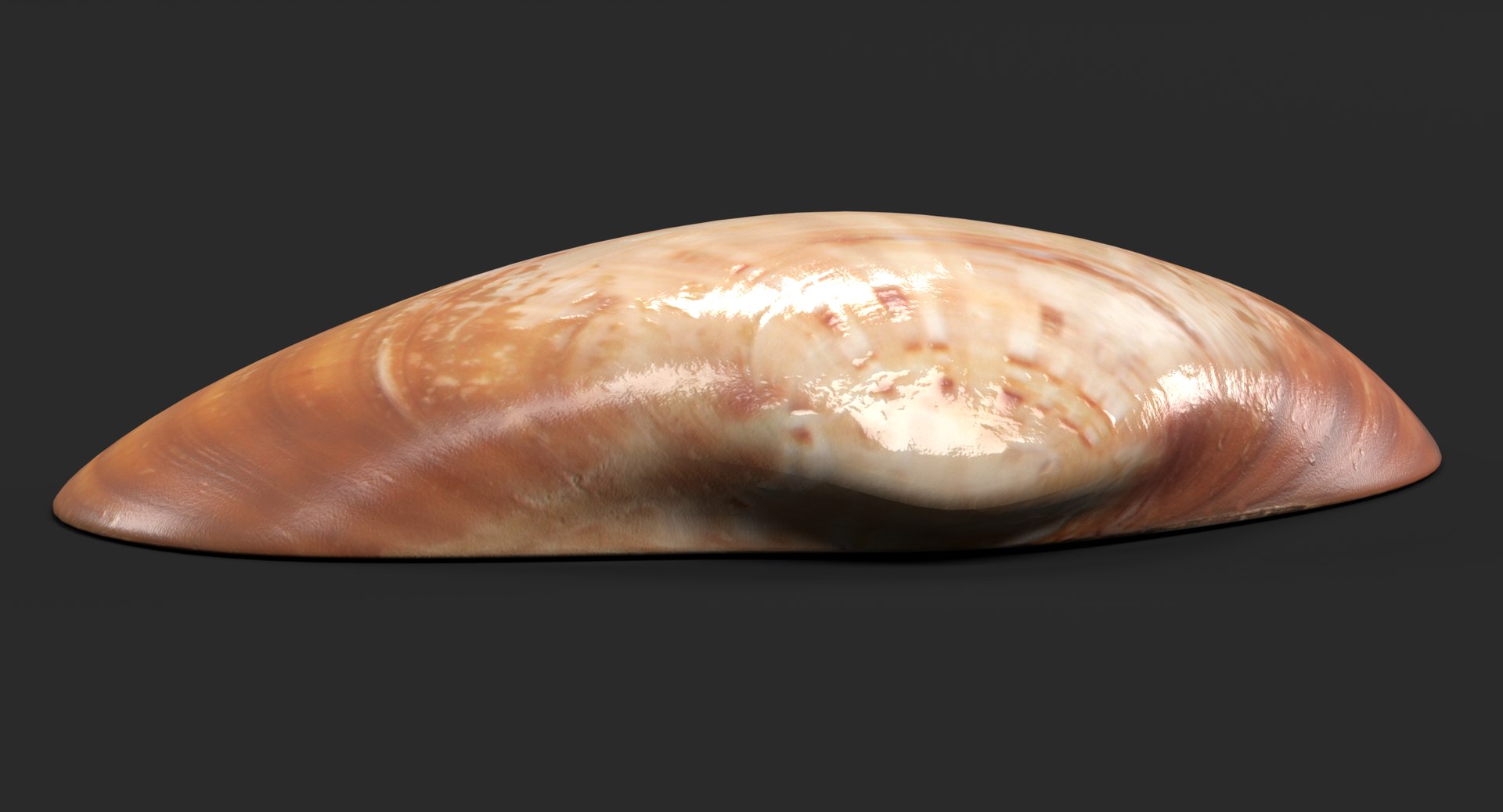 Clam pbr 3D model - TurboSquid 1213250