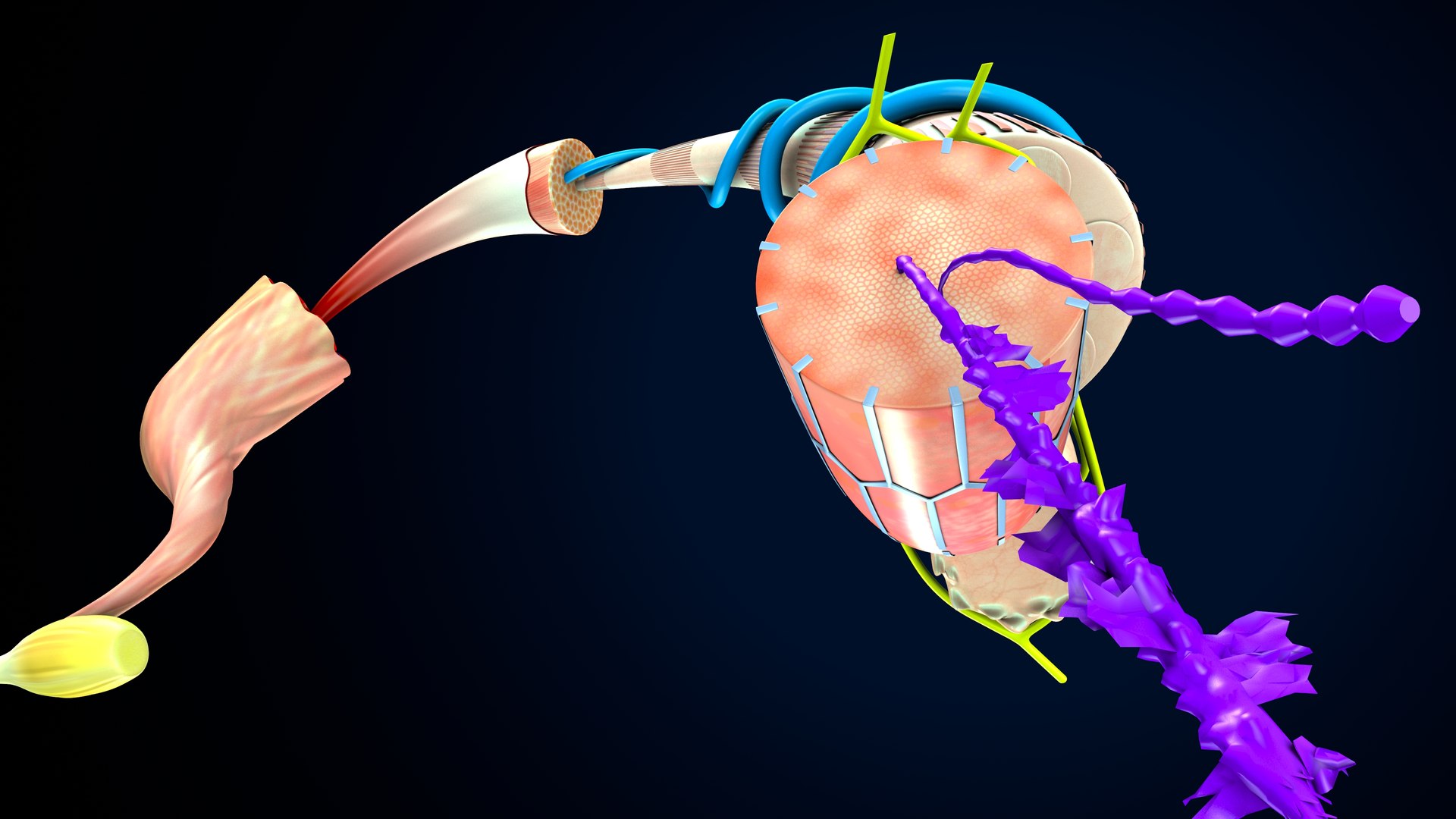 Human Boby Muscle Tissue 3D Model - TurboSquid 1826264