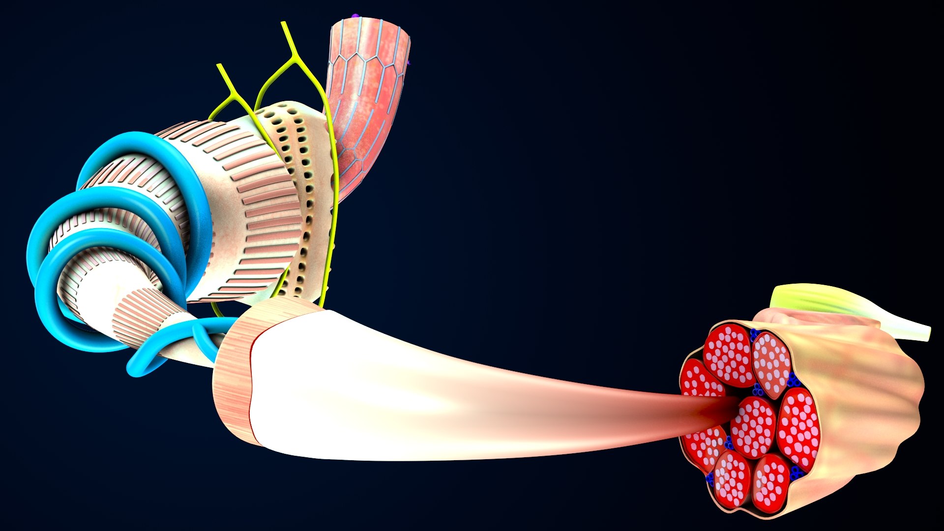 Human Boby Muscle Tissue 3D Model - TurboSquid 1826264