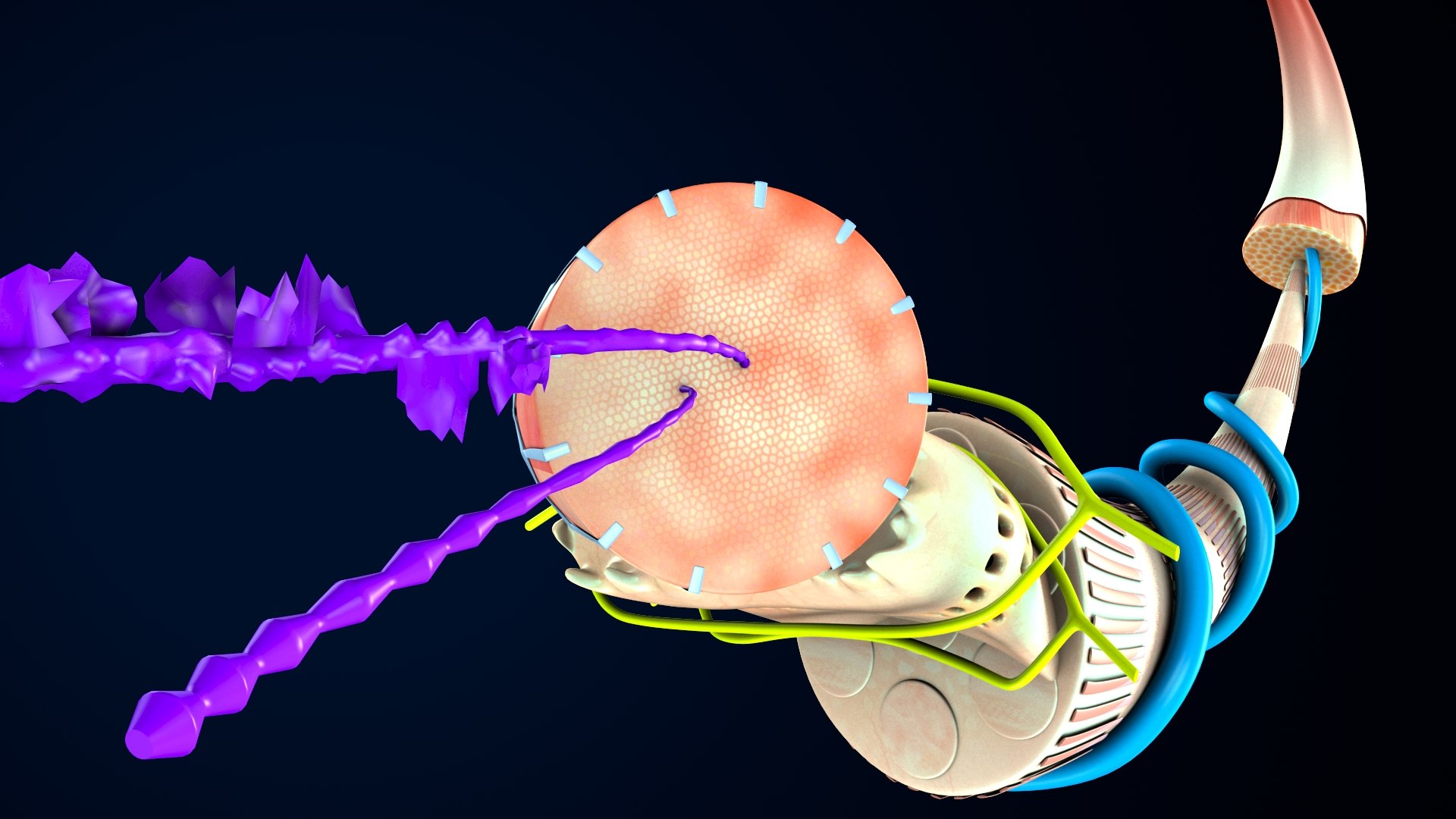Human Boby Muscle Tissue 3D Model - TurboSquid 1826264