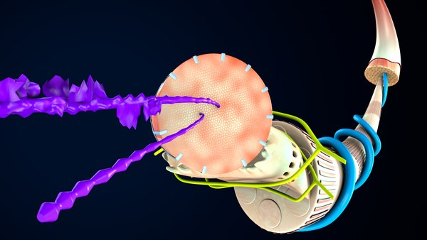 Human boby muscle tissue 3D model - TurboSquid 1826264