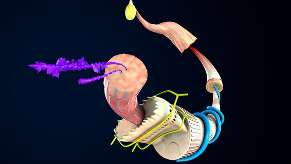 Human boby muscle tissue 3D model - TurboSquid 1826264