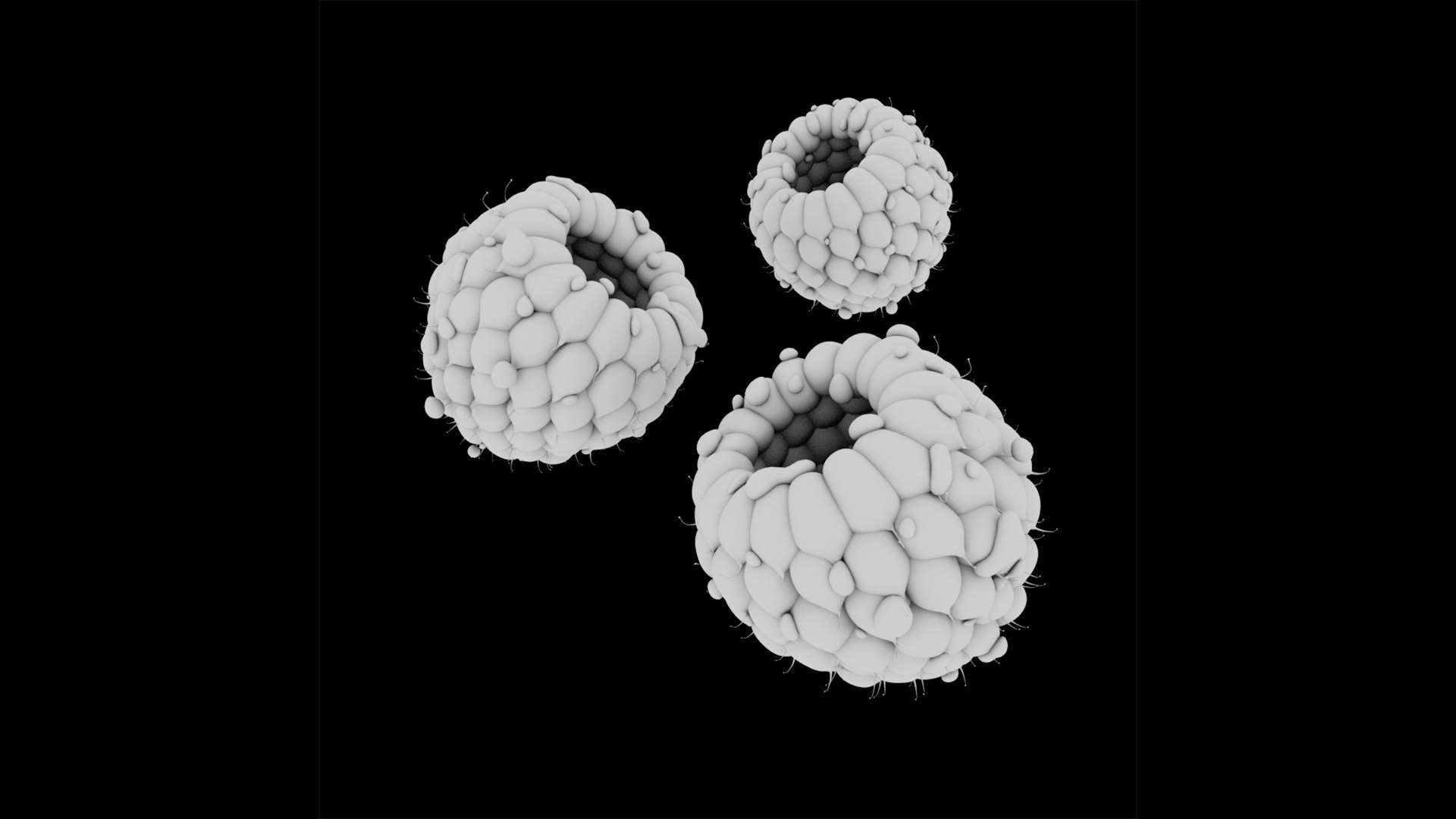 Raspberry 3D Model - TurboSquid 1844237