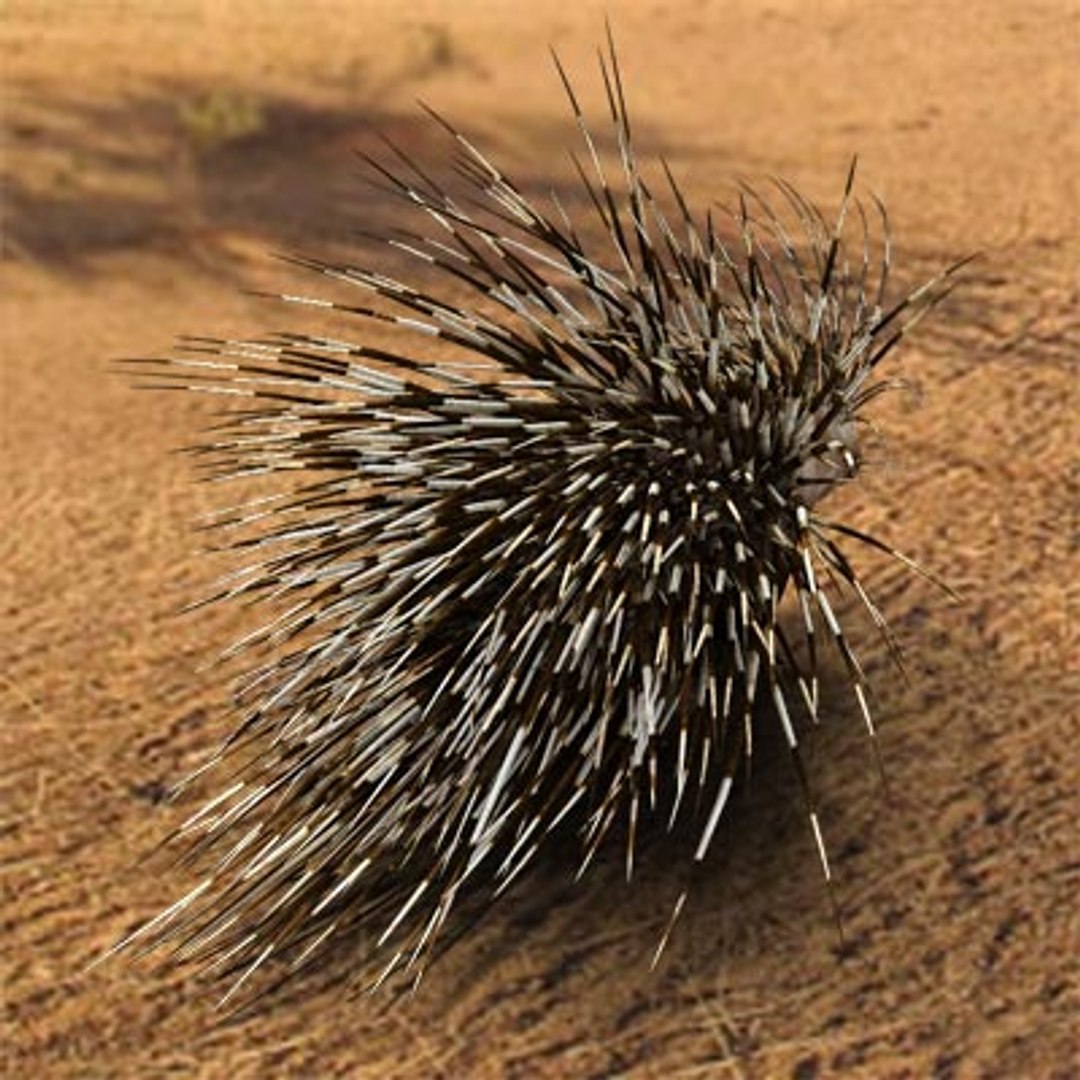 3d Porcupine Animals Rodents