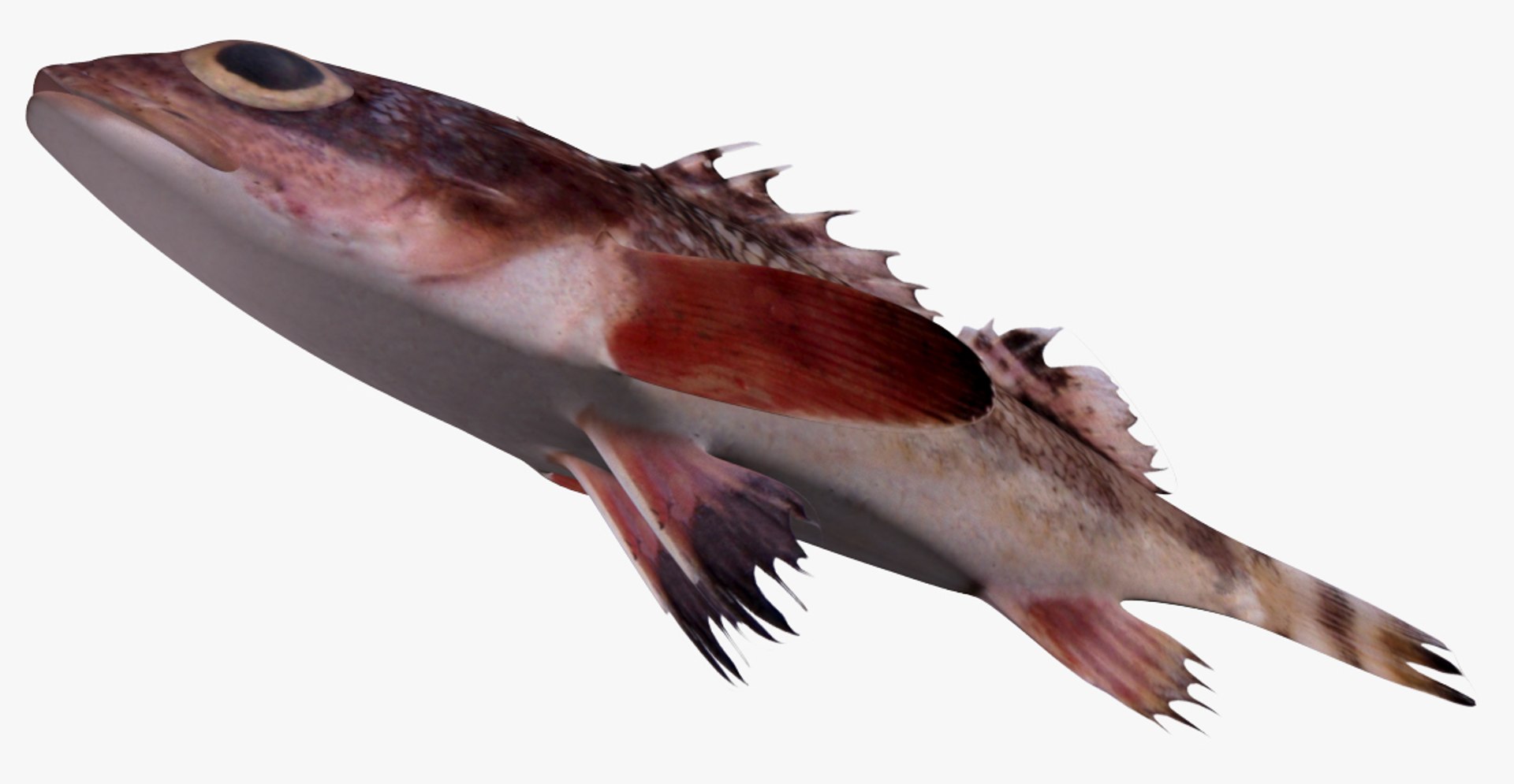 Saltwater Fish Collection 24 3D Model - TurboSquid 1837596