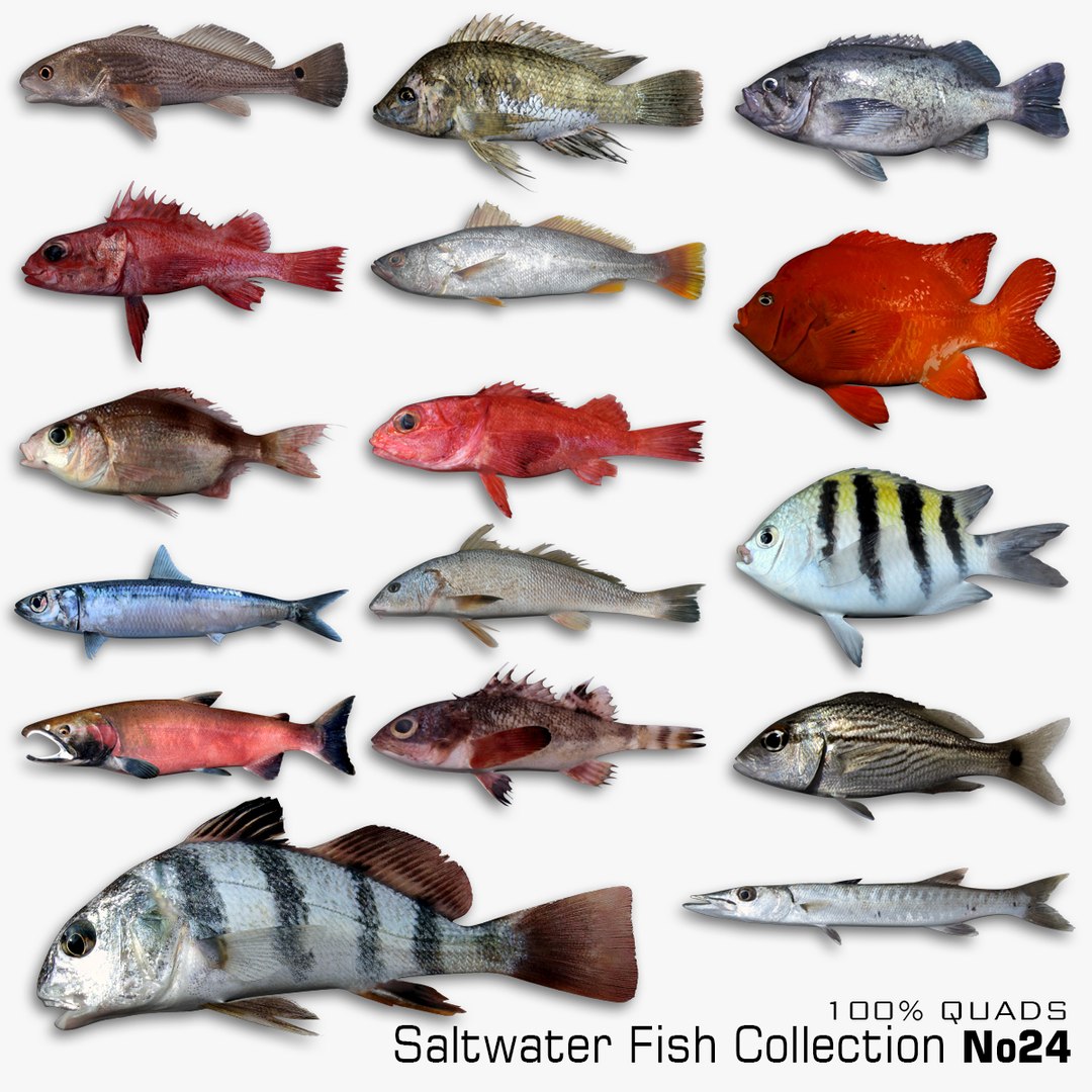 Saltwater Fish Collection 24 3D Model - TurboSquid 1837596