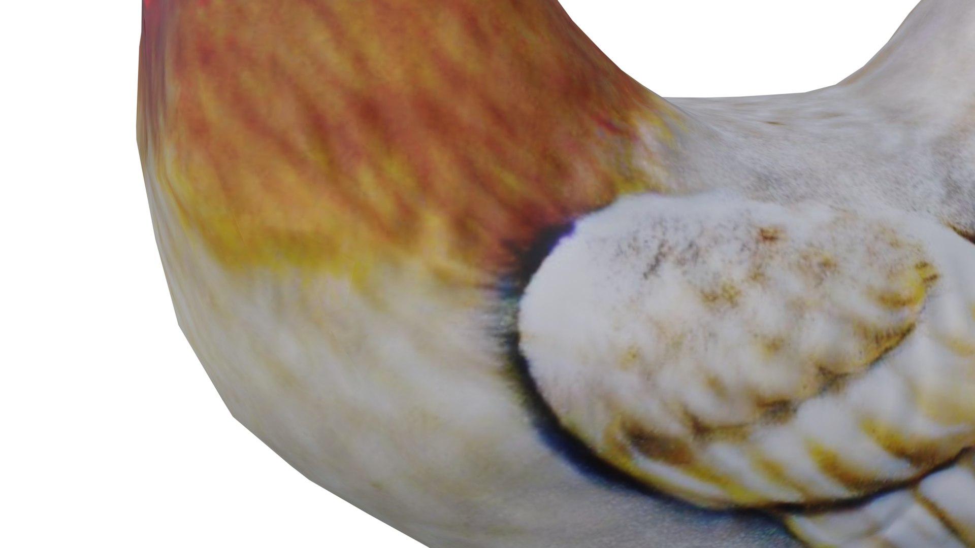 3D Chicken Low Poly - TurboSquid 2206420