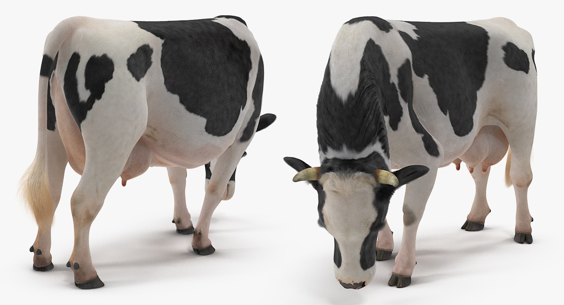 Dairy Cow Eating Pose 3D Model - TurboSquid 1248829