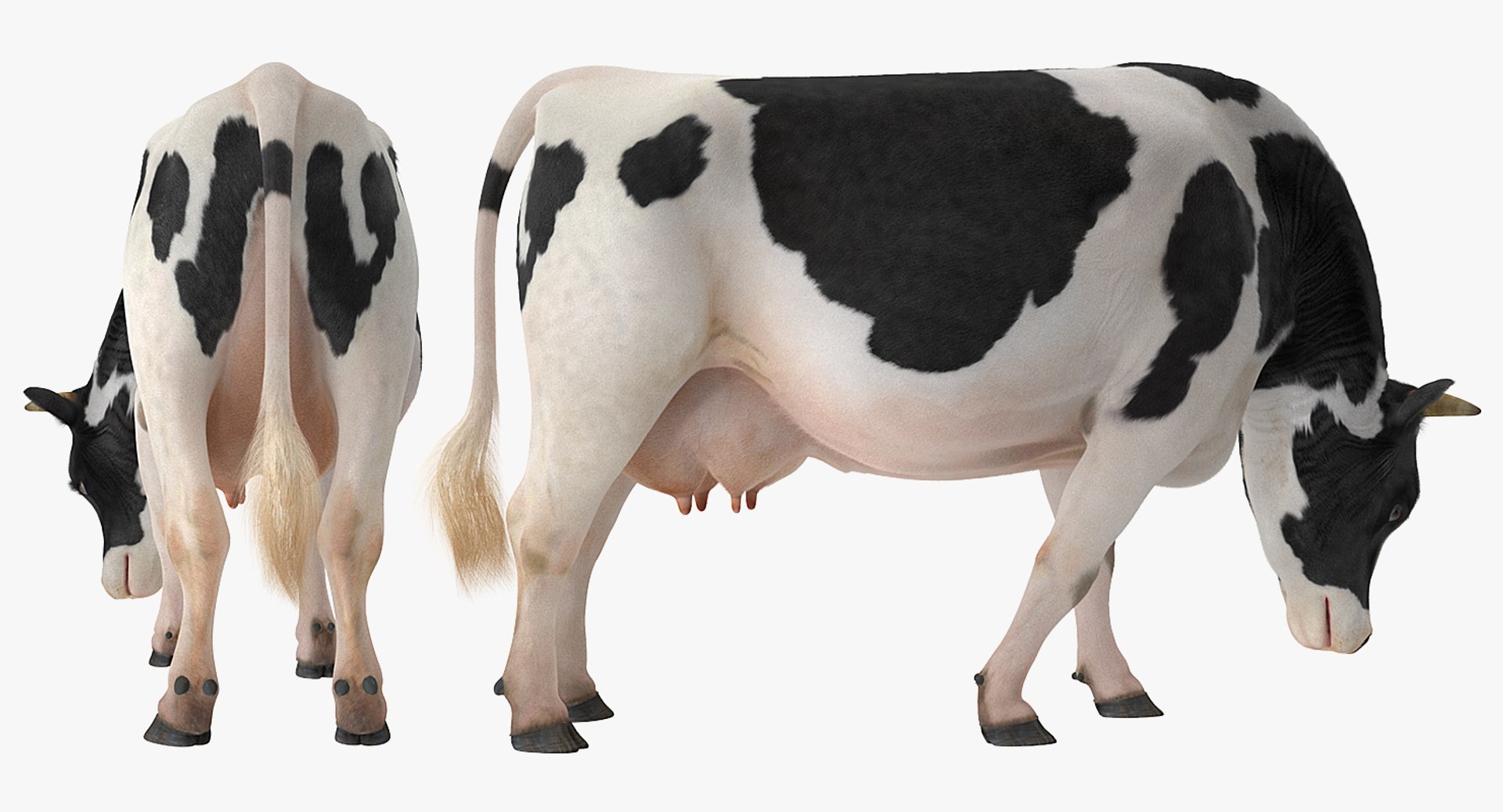Dairy Cow Eating Pose 3D Model - TurboSquid 1248829