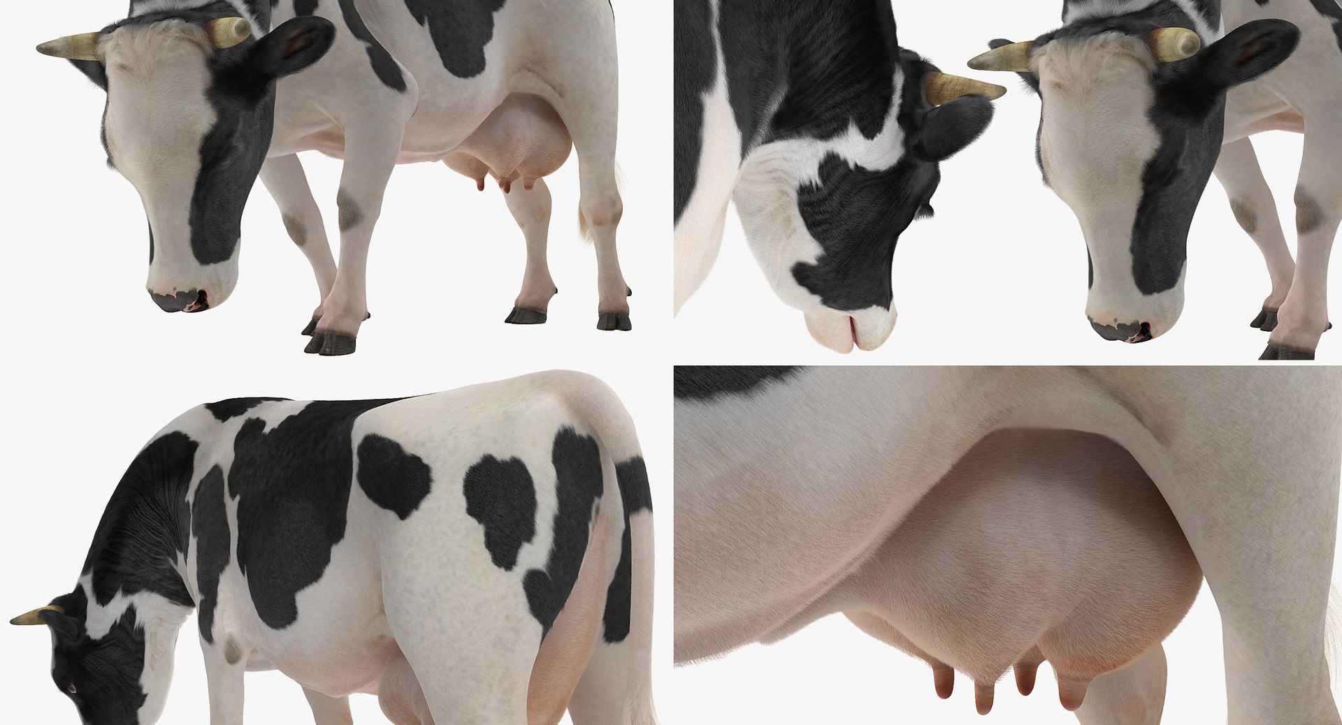 Dairy Cow Eating Pose 3D Model - TurboSquid 1248829