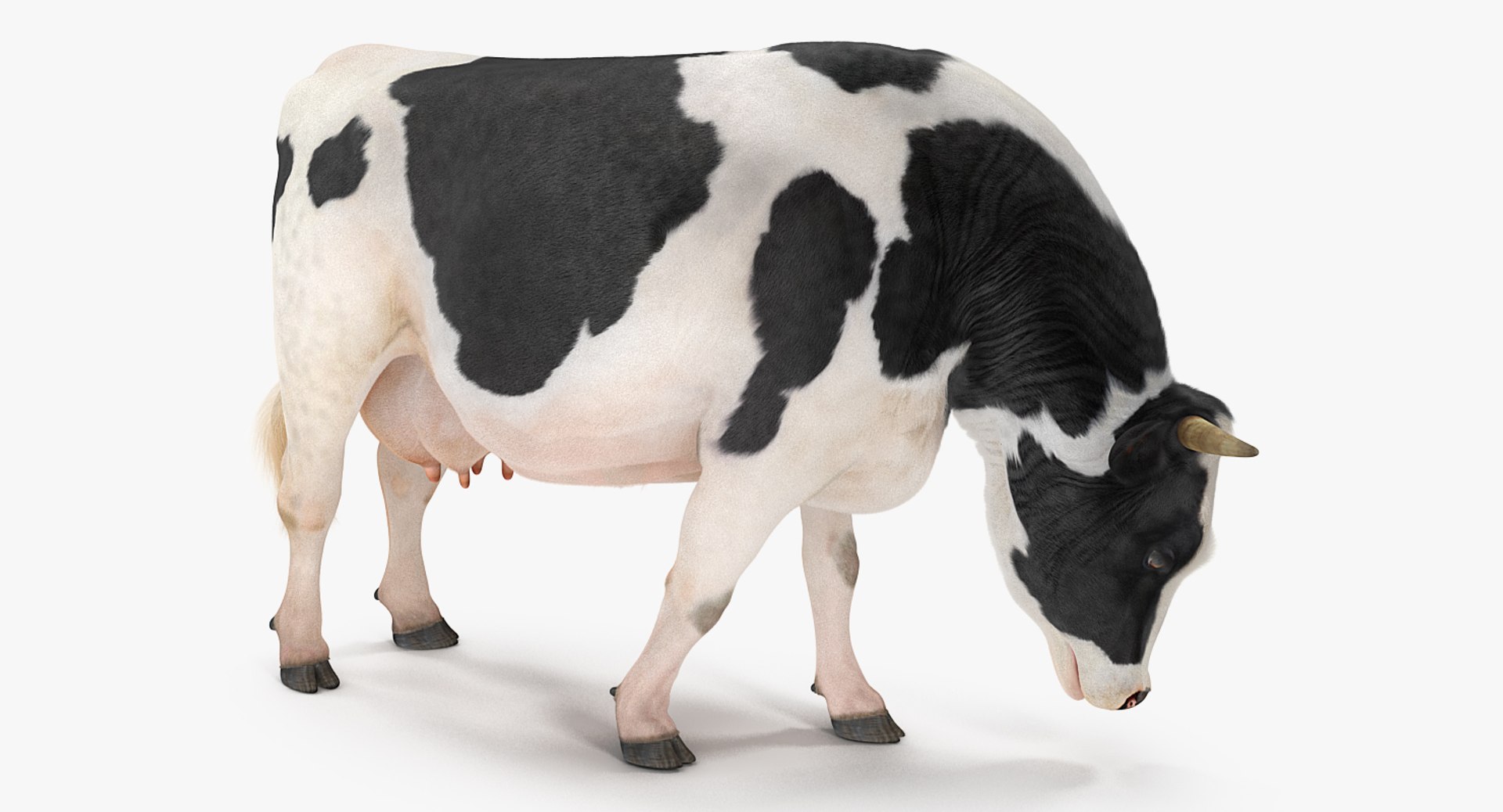 Dairy Cow Eating Pose 3D Model - TurboSquid 1248829