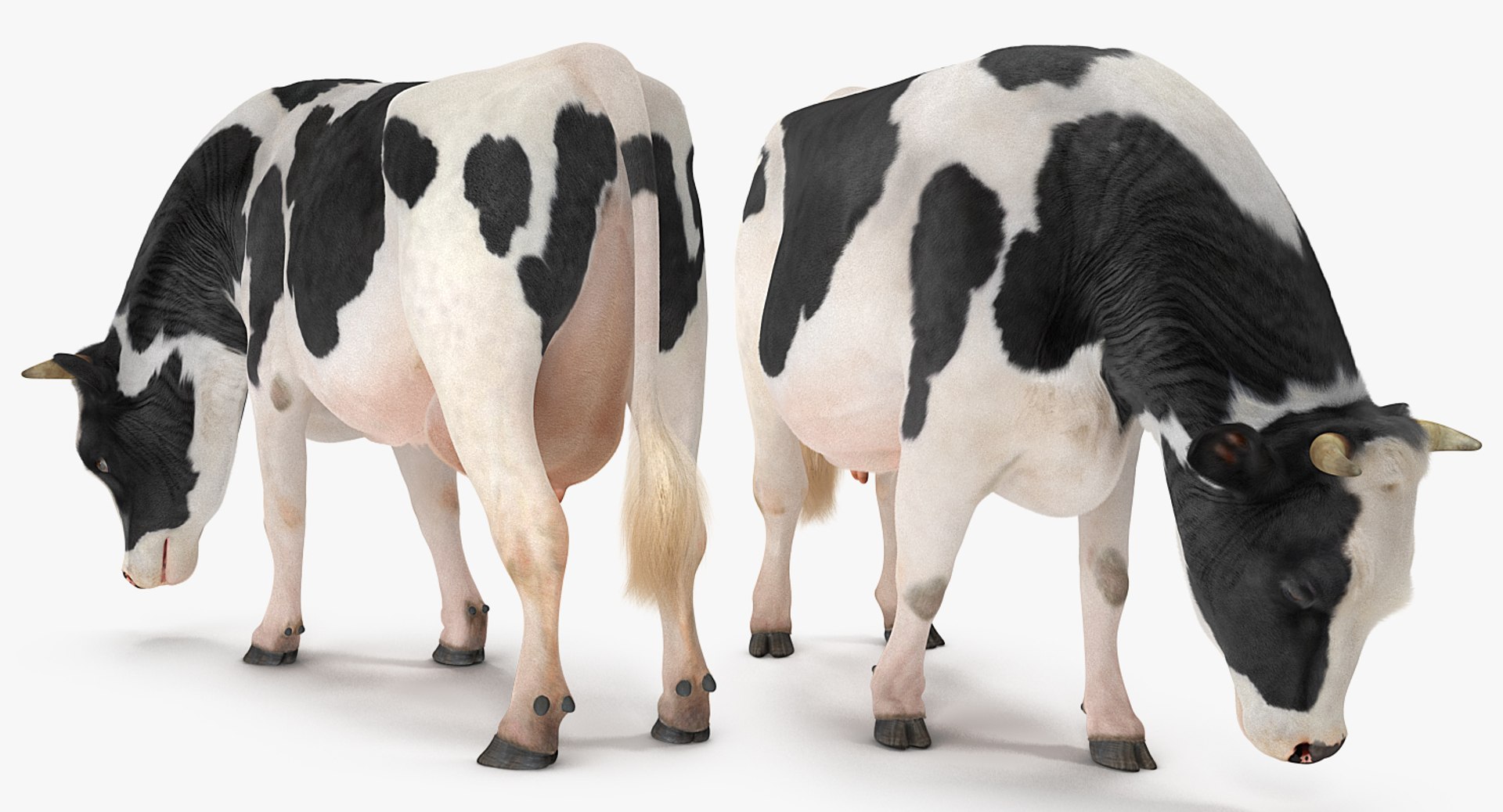 Dairy Cow Eating Pose 3D Model - TurboSquid 1248829