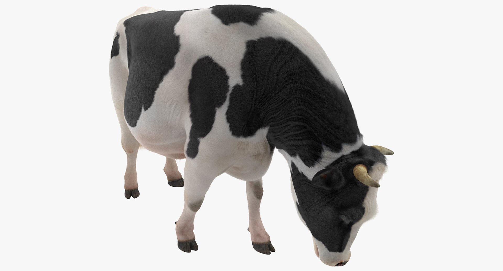 Dairy Cow Eating Pose 3D Model - TurboSquid 1248829