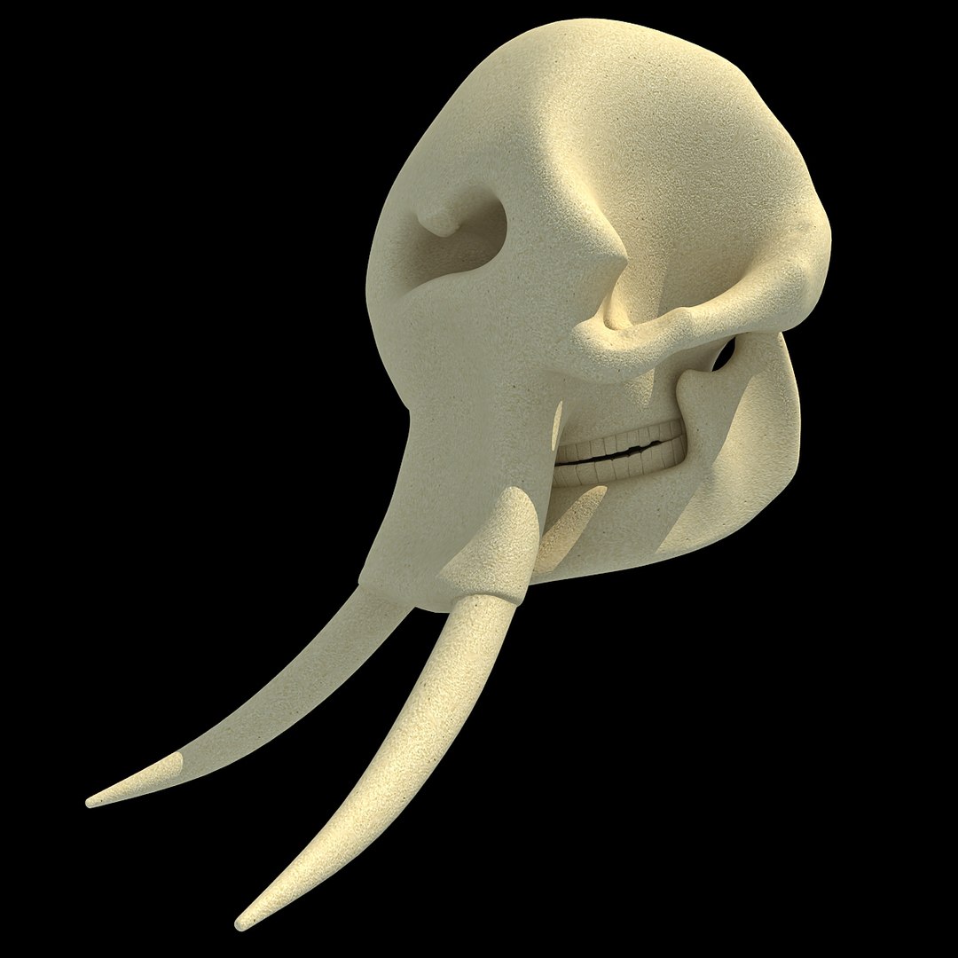 3ds max elephant skull skeleton