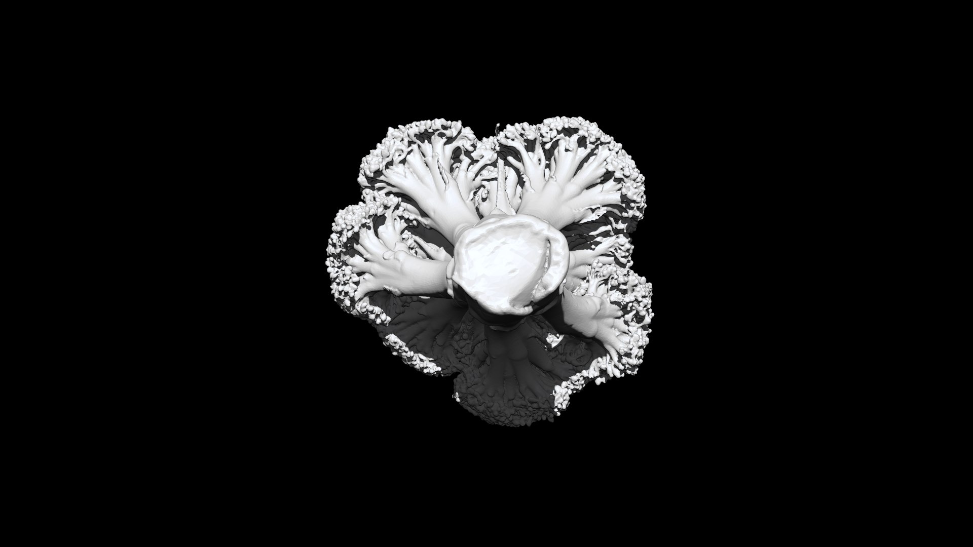 Broccoli 3D CT Scan Model Decimate 50percent 3D Model - TurboSquid 1886396