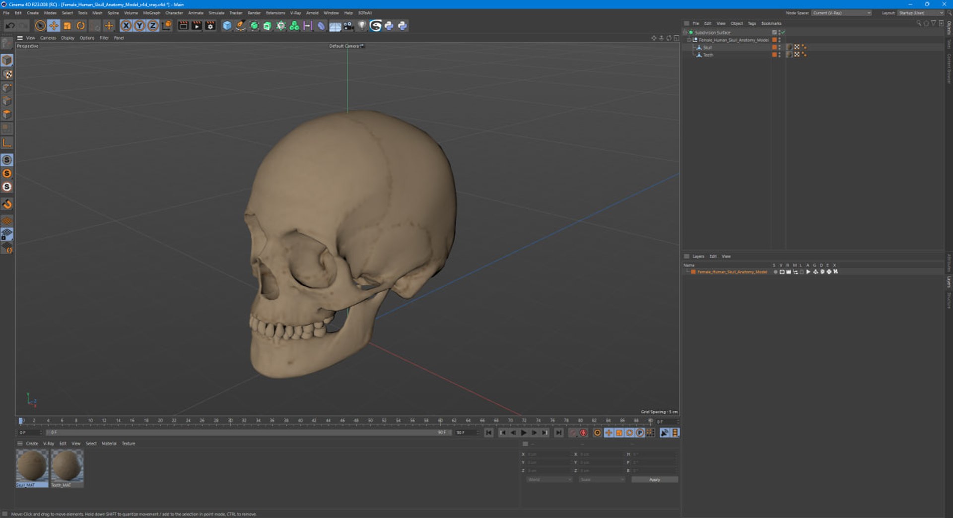 Female Human Skull Anatomy Model 3D Model - TurboSquid 2386162