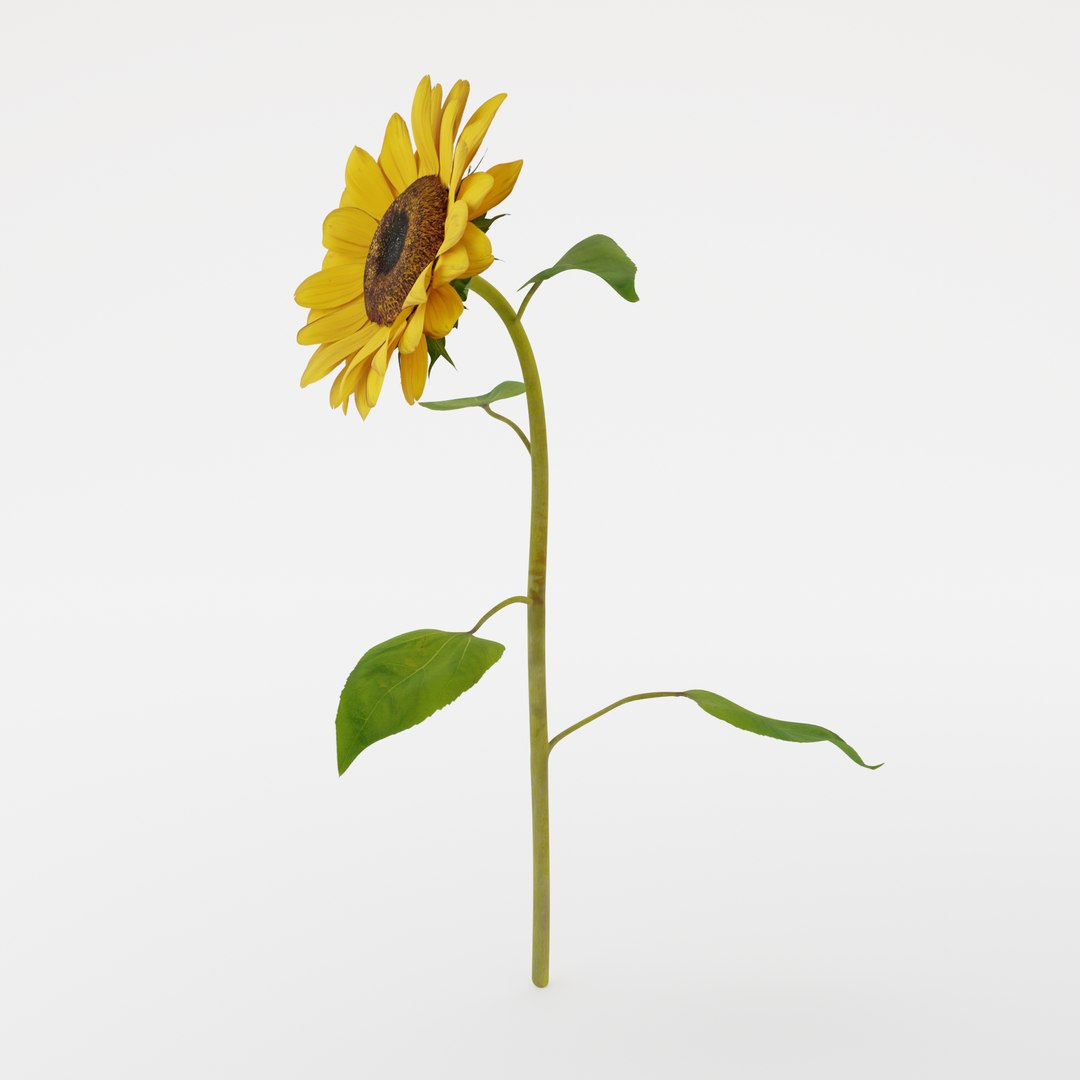 3D Sunflower Model - TurboSquid 2013634