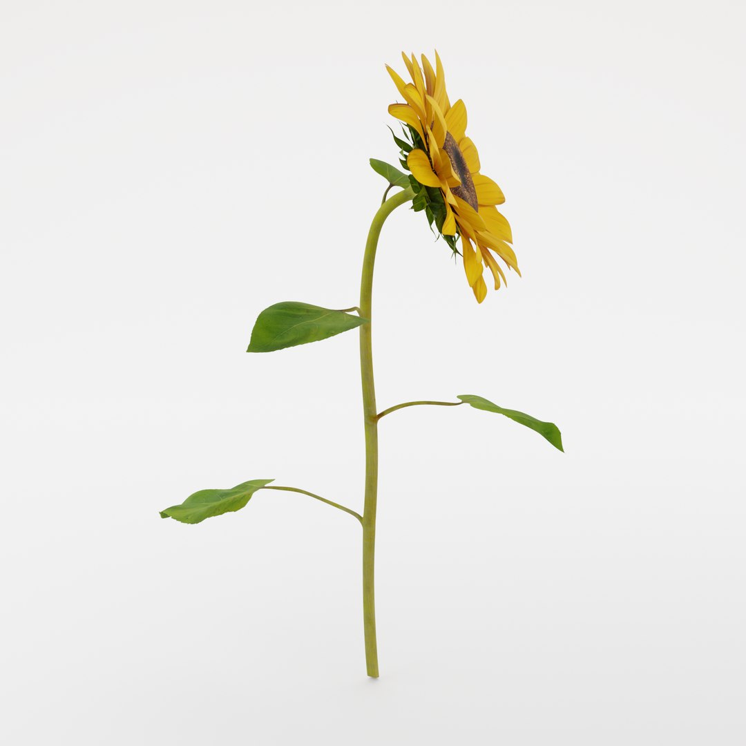 3D Sunflower Model - TurboSquid 2013634