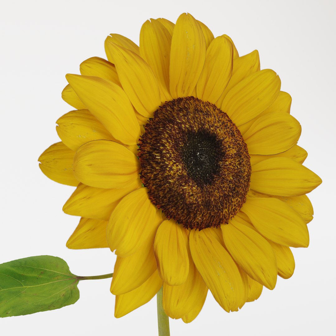3D Sunflower Model - TurboSquid 2013634