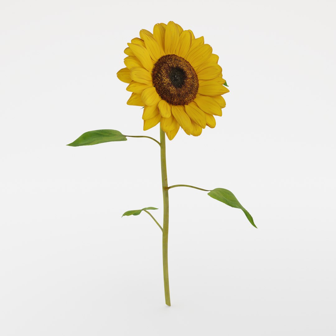 3D Sunflower Model - TurboSquid 2013634