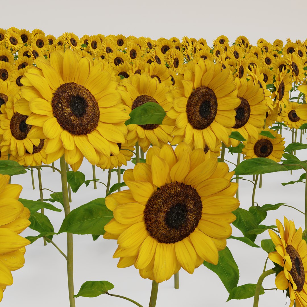 3D Sunflower Model - TurboSquid 2013634