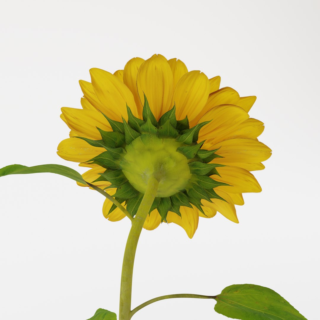 3D Sunflower Model - TurboSquid 2013634