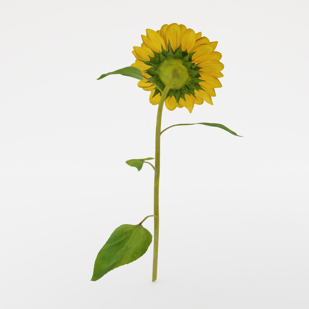 3D Sunflower Model - TurboSquid 2013634