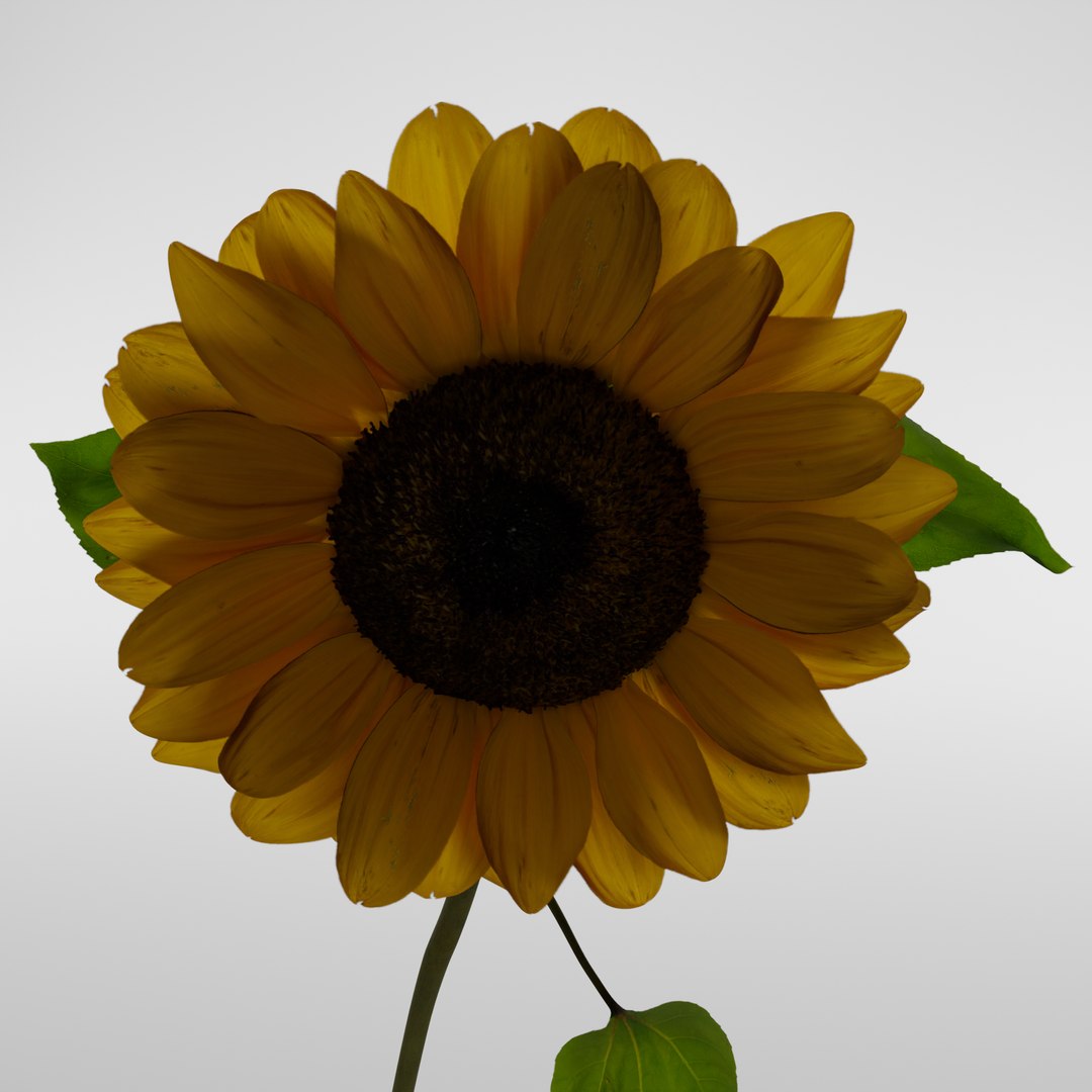 3D Sunflower Model - TurboSquid 2013634