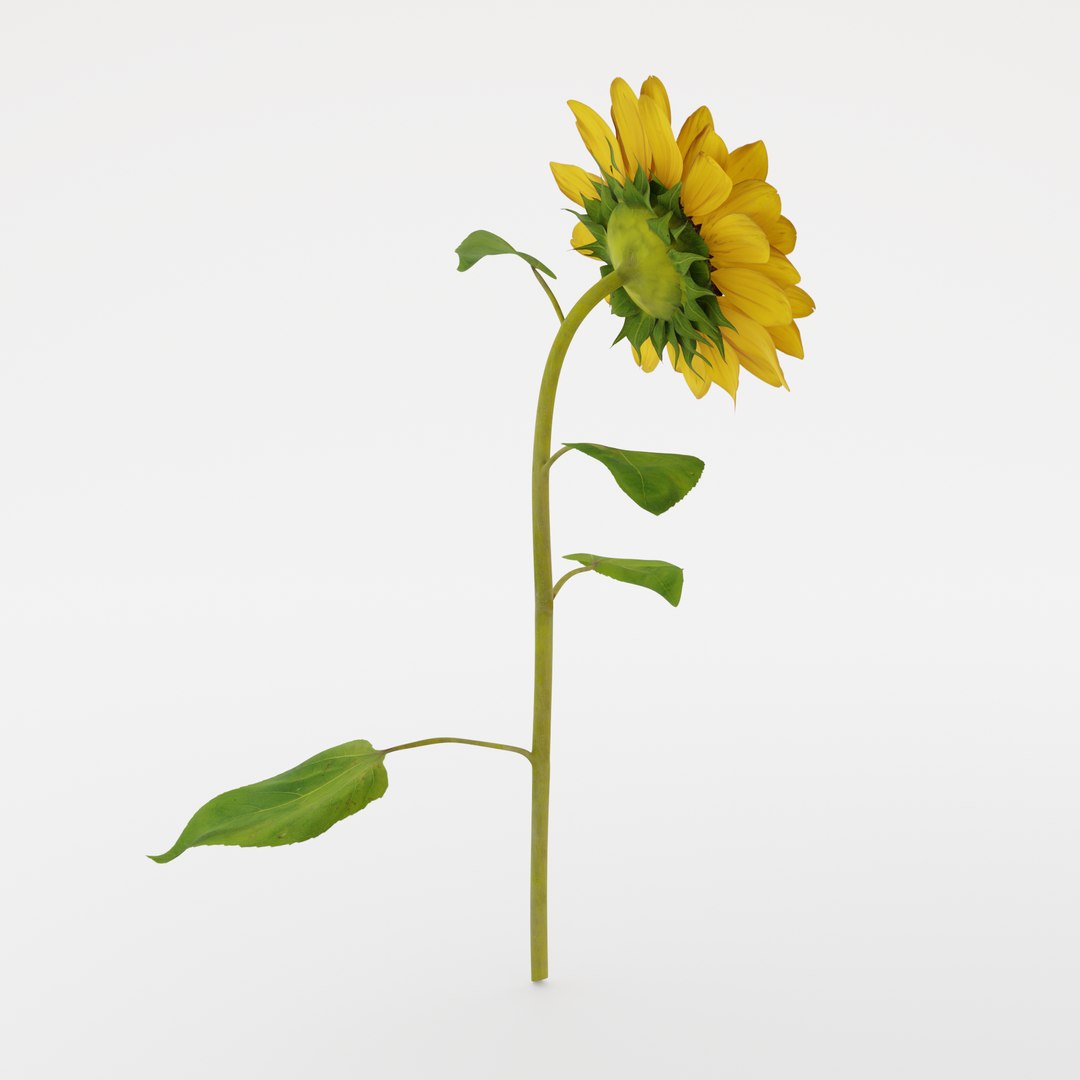 3D Sunflower Model - TurboSquid 2013634