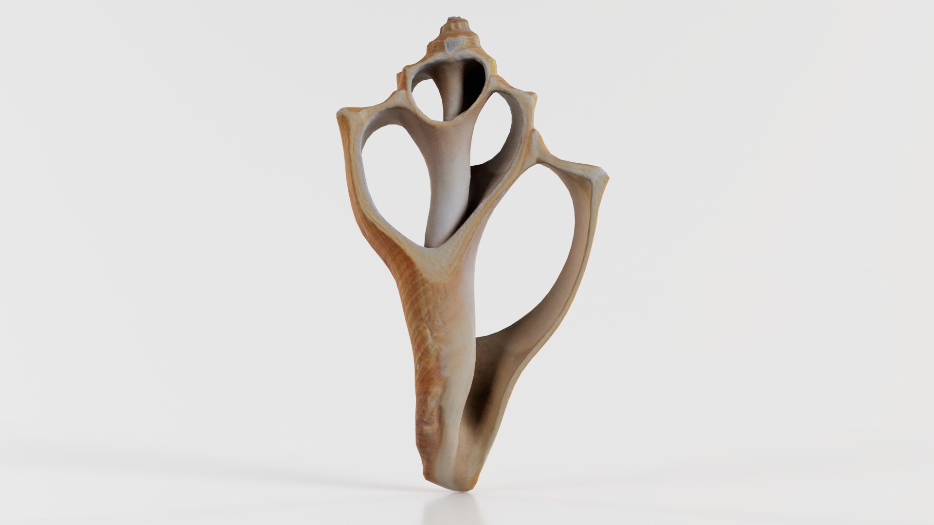 Cut Seashell Mollusk Remastered 3D - TurboSquid 2359833