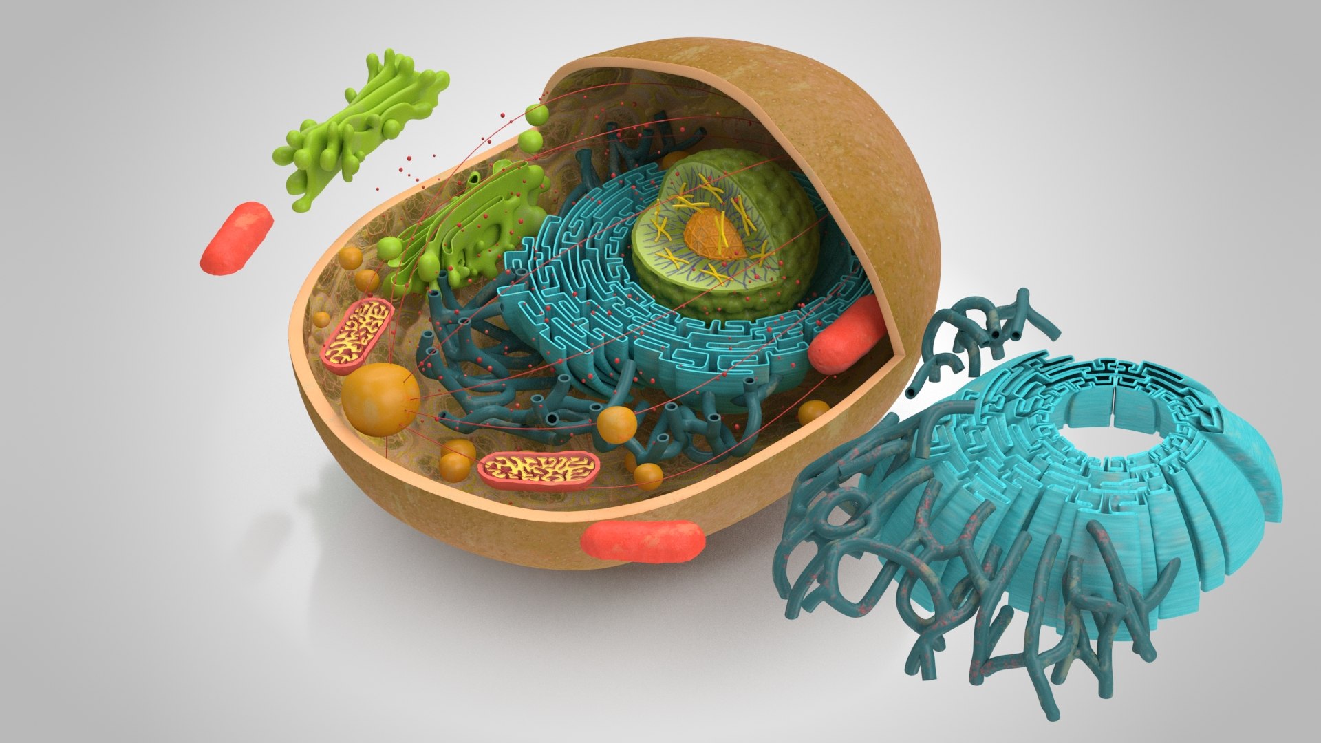 3D Animal Cell Model - TurboSquid 1975596