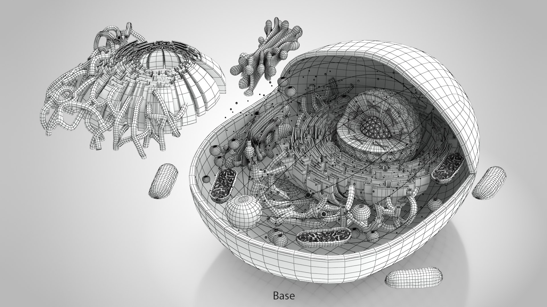 3D Animal Cell model - TurboSquid 1975596