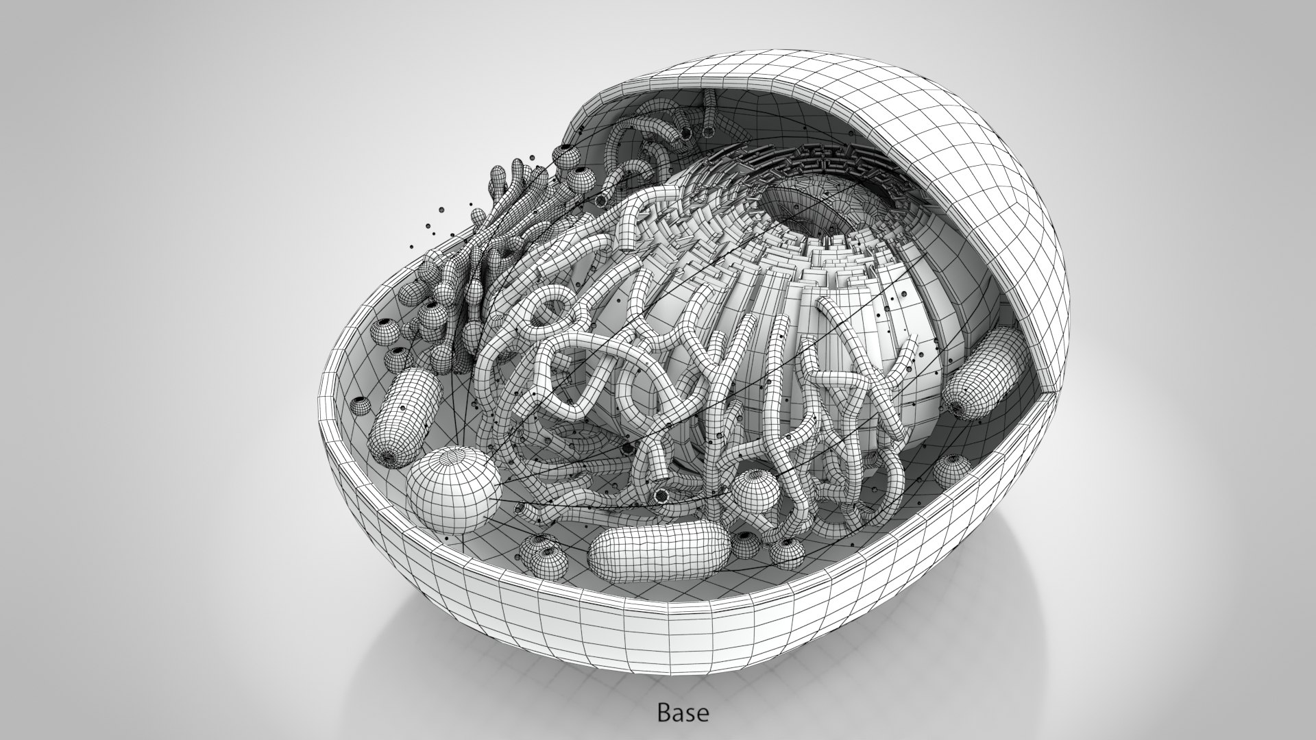 3D Animal Cell Model - TurboSquid 1975596