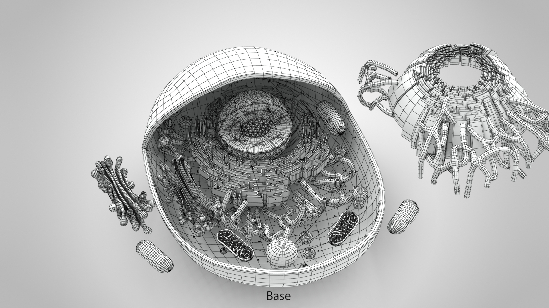 3D Animal Cell Model - TurboSquid 1975596
