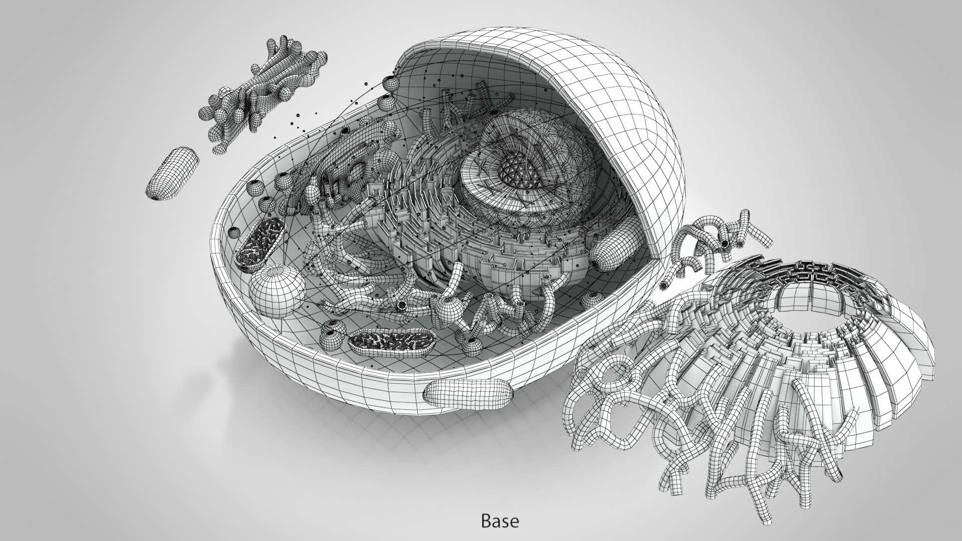 3D Animal Cell model - TurboSquid 1975596