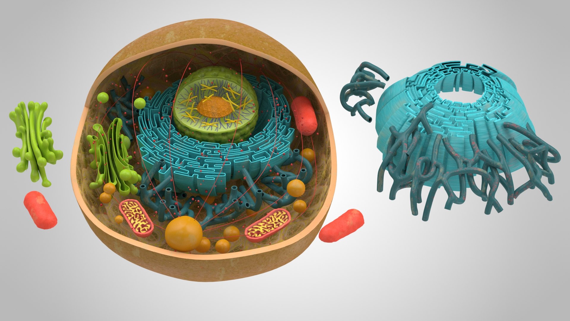 3D Animal Cell Model - TurboSquid 1975596