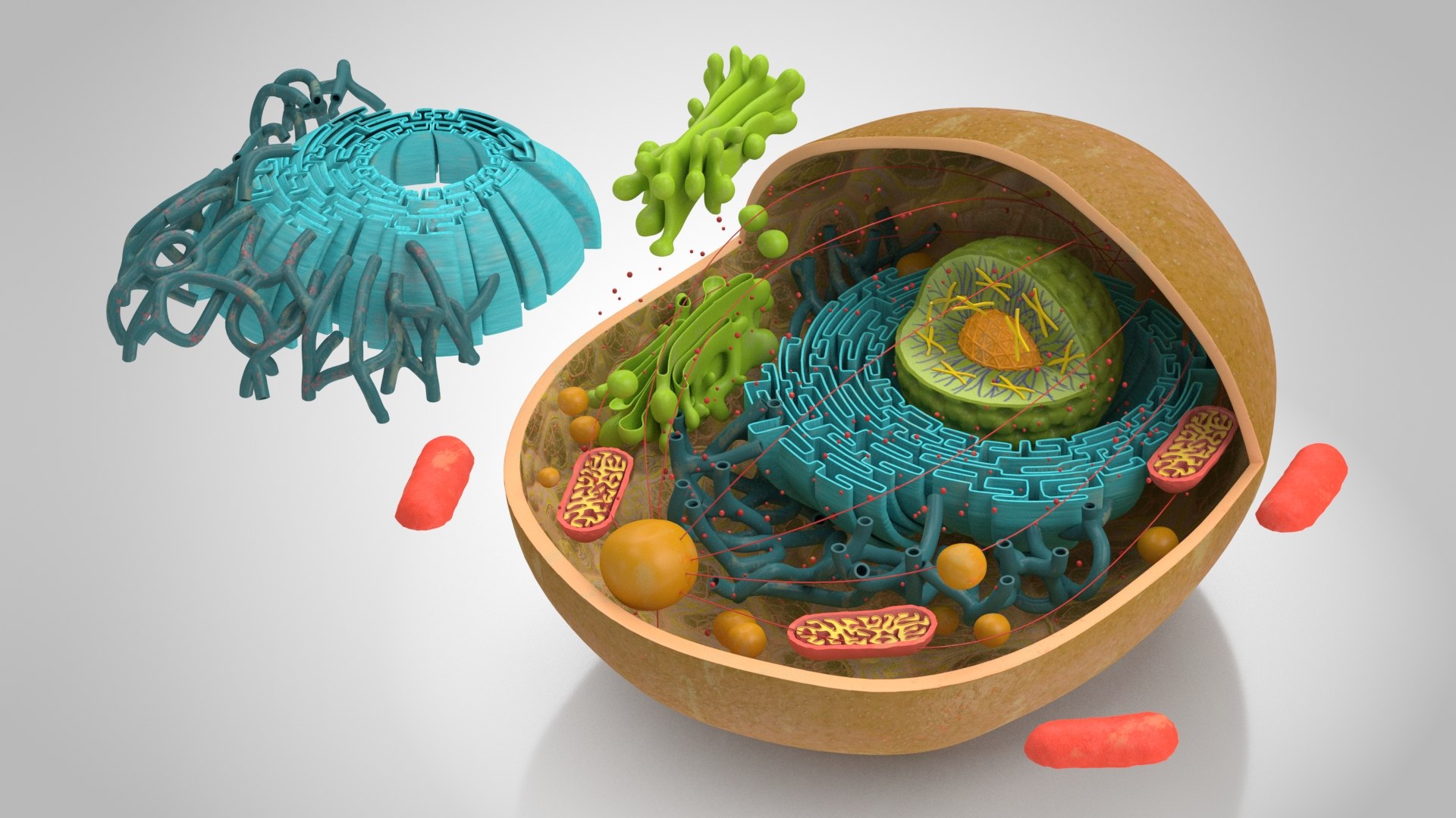 3D Animal Cell Model - TurboSquid 1975596