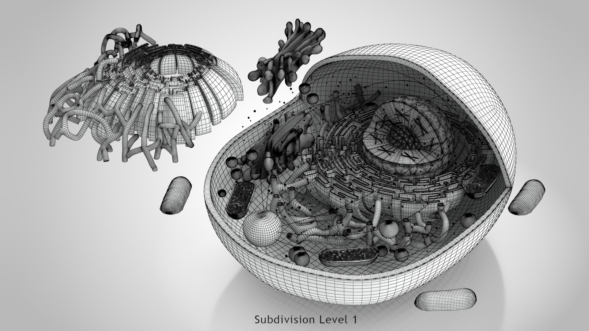 3D Animal Cell model - TurboSquid 1975596