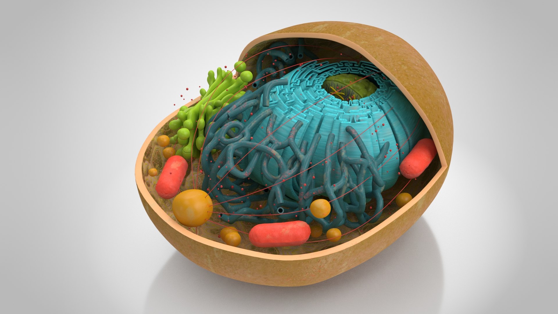 3D Animal Cell Model - TurboSquid 1975596