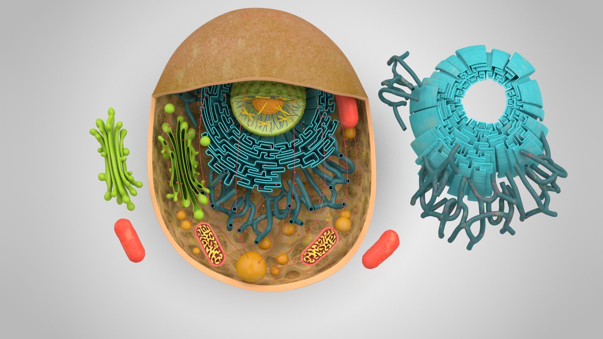 3D Animal Cell Model - TurboSquid 1975596