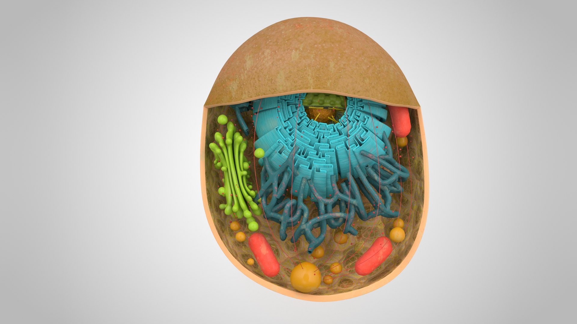 3D Animal Cell Model - TurboSquid 1975596