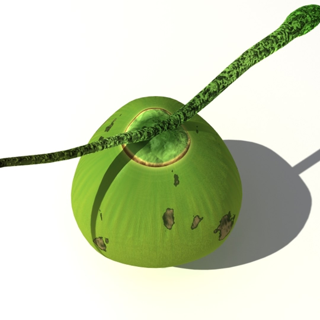 3ds Max Coconut Maps