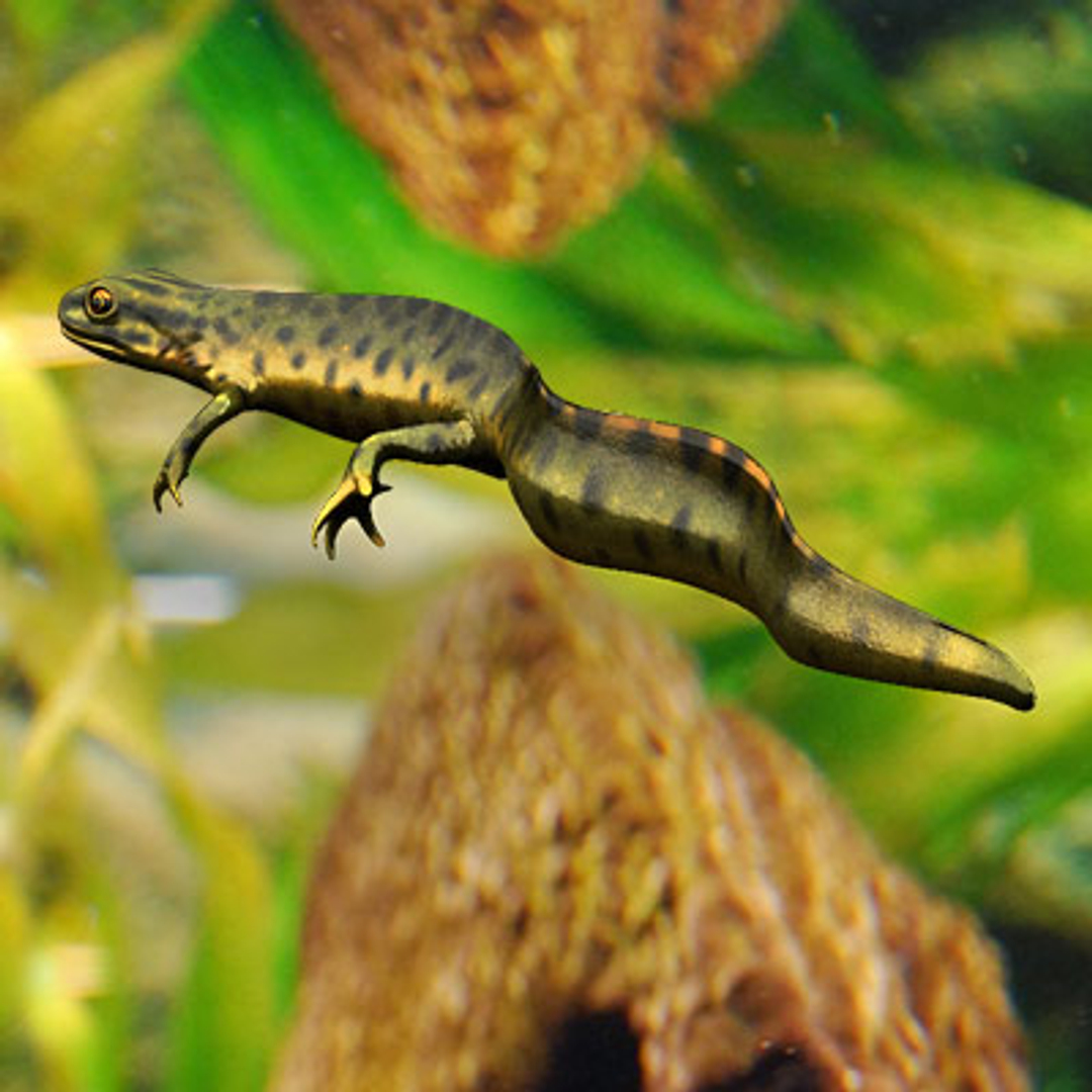 smooth newt lizards 3d model