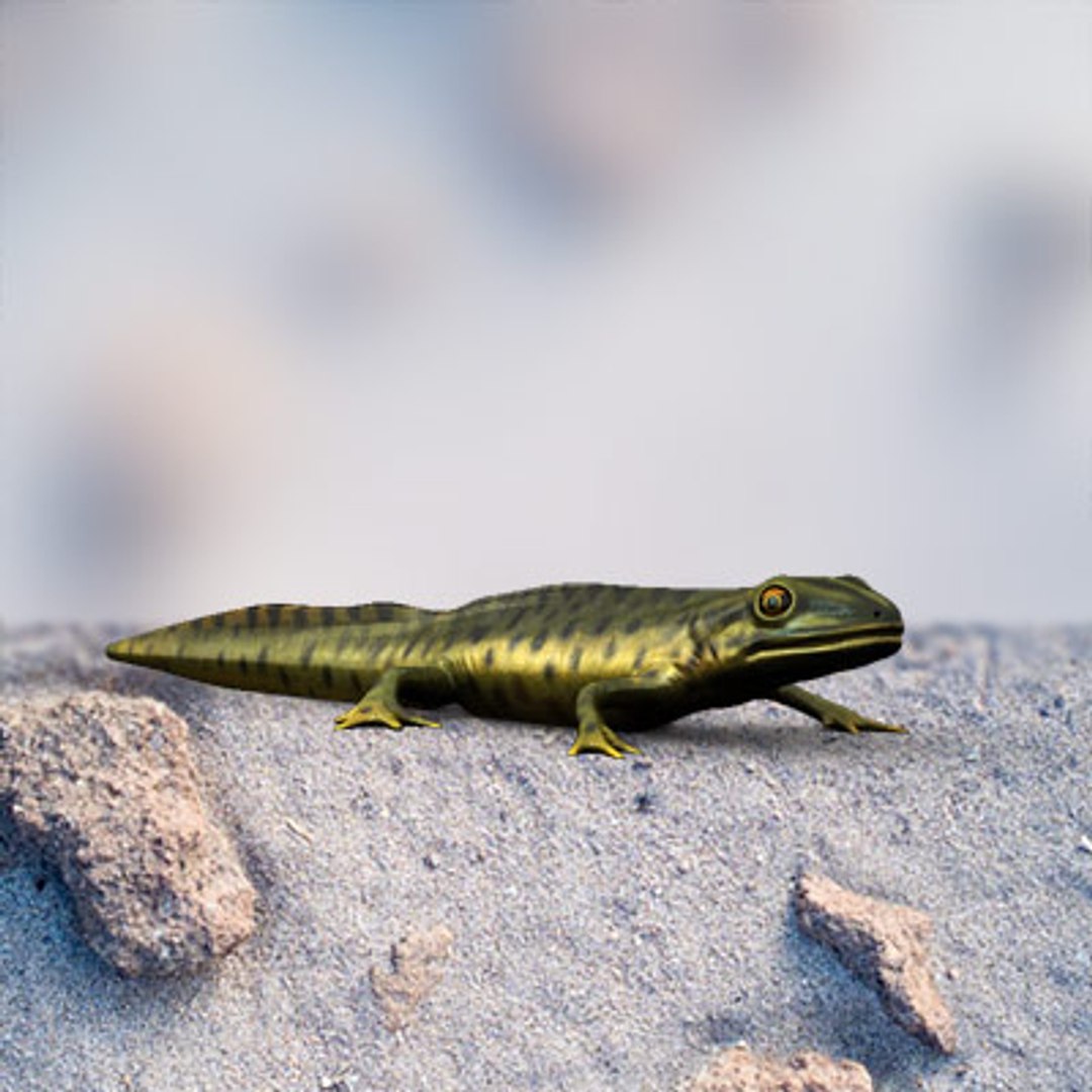 smooth newt lizards 3d model