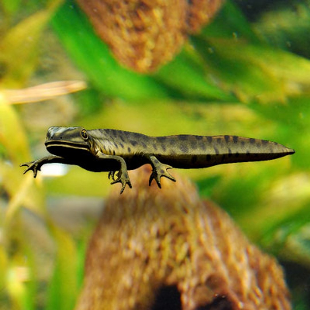 smooth newt lizards 3d model